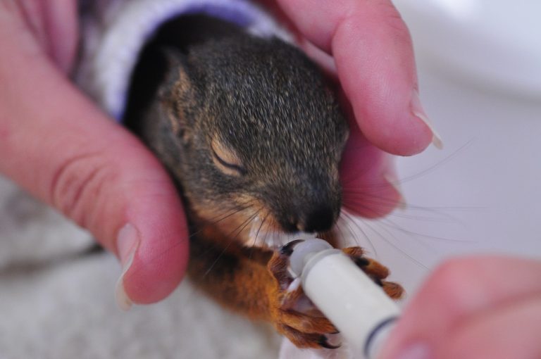 Douglas Squirrel: Agile Rodent with Unique Mating Behavior