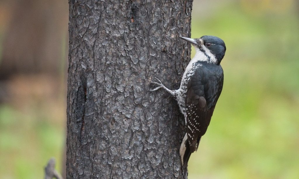 Black-backed Woodpecker Facts, Range and Habitat, Calls, Pictures