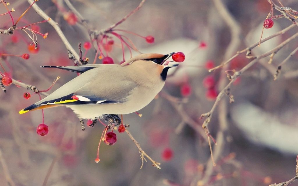 Bohemian Waxwing Facts, Distribution and Range, Diet,Pictures
