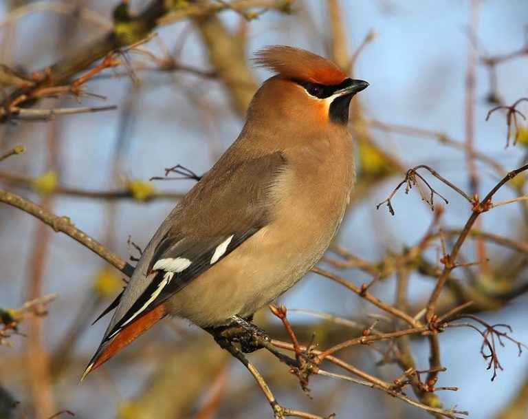 Bohemian Waxwing Facts, Distribution and Range, Diet,Pictures