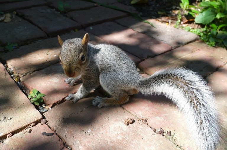 Eastern Gray Squirrel: Agile Tree Dweller with Unique Adaptations