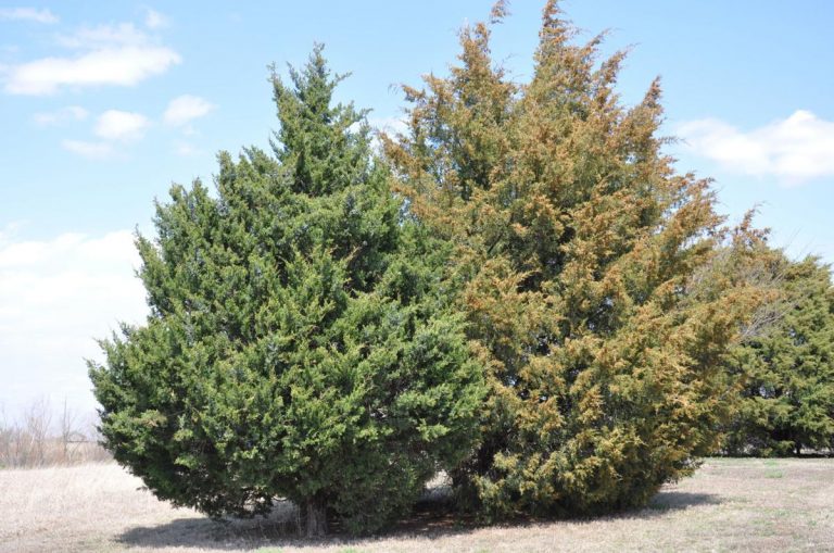 Eastern Red Cedar Tree Facts, Identification, Uses, Pictures