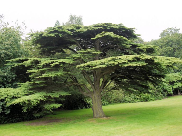 Cedar Tree of Lebanon Facts, Identification, Uses, Pictures
